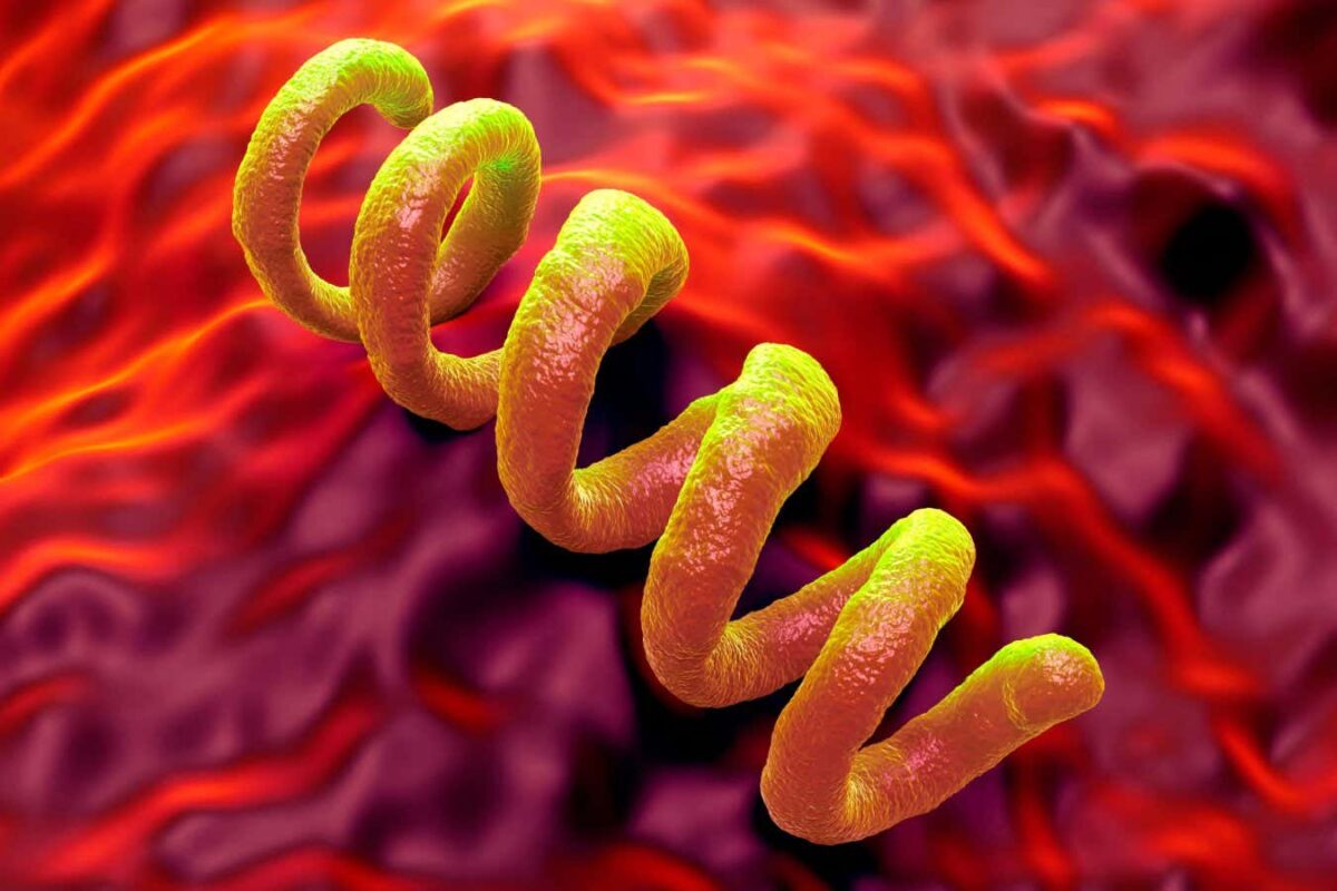 Ancient bacterium discovery rewrites the origins of syphilis – Benjamin ...